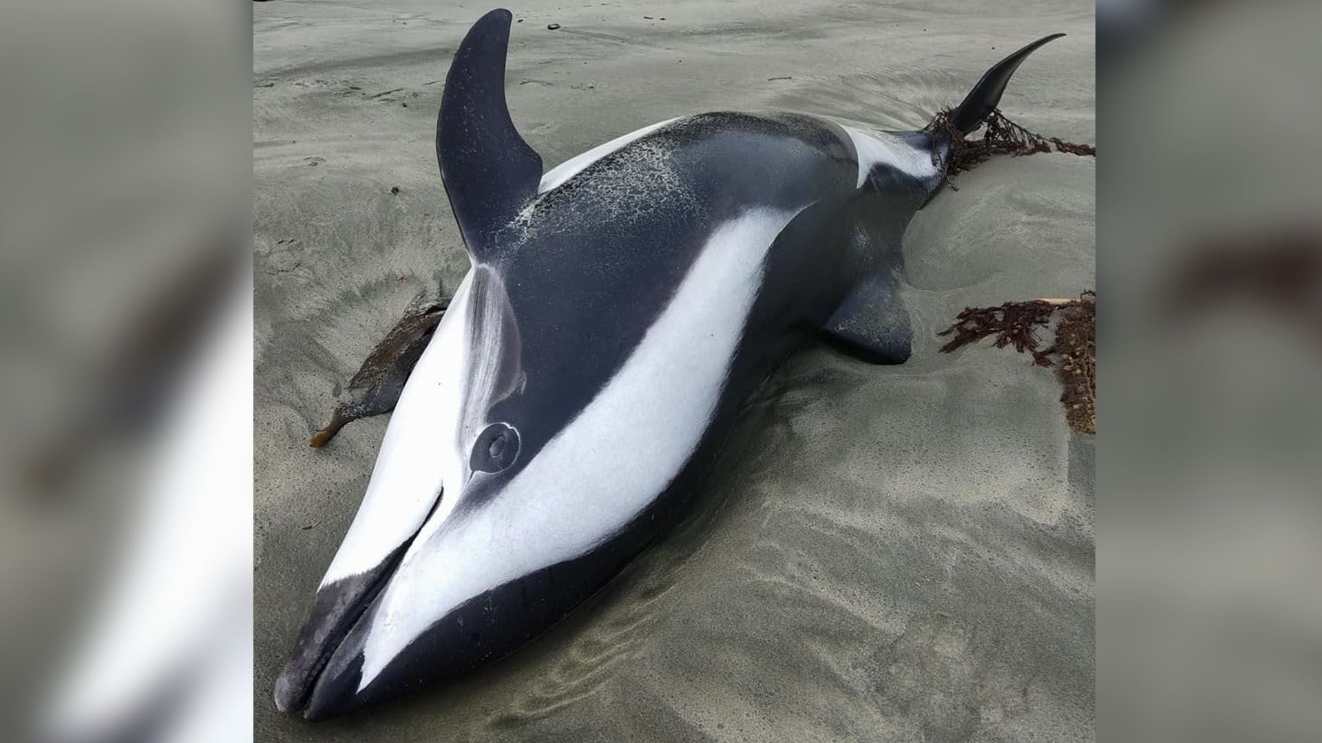 Baby Hourglass Dolphin