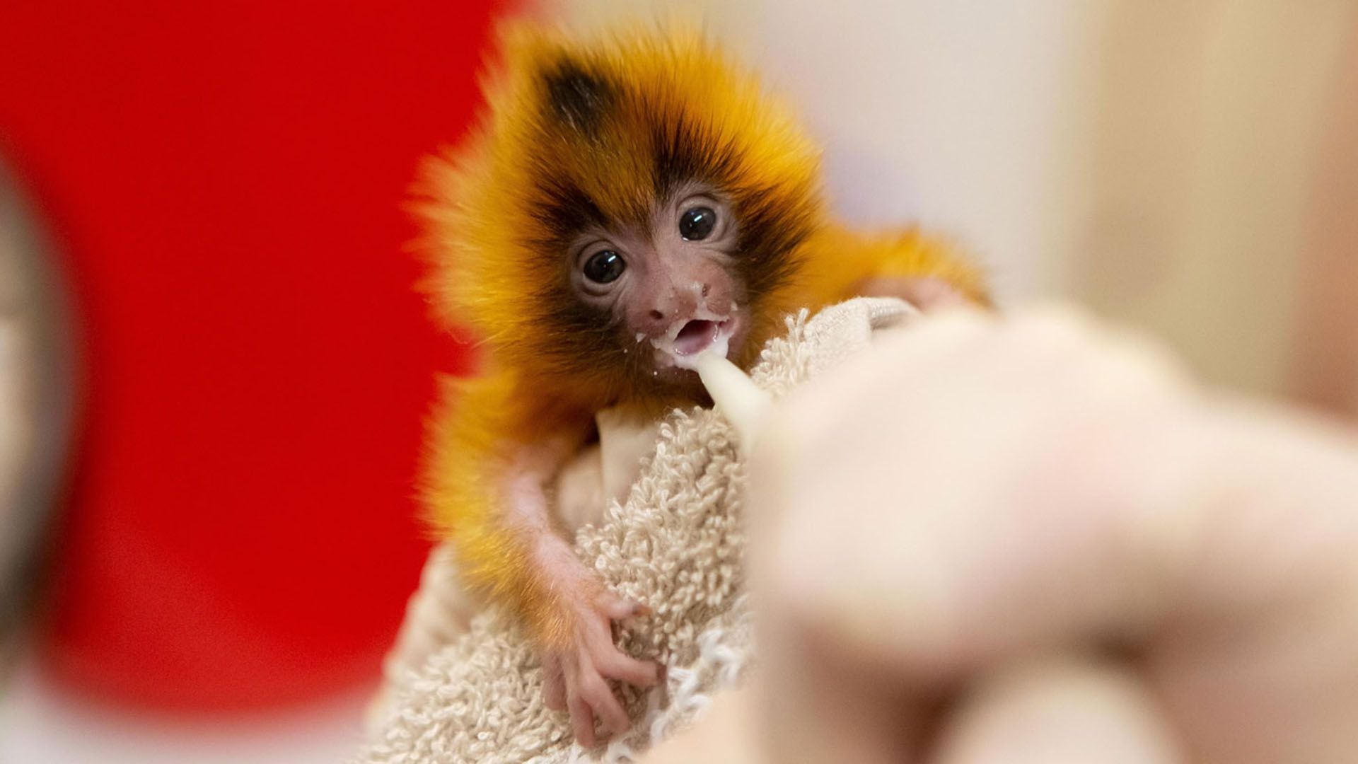 Baby Tamarin Monkey