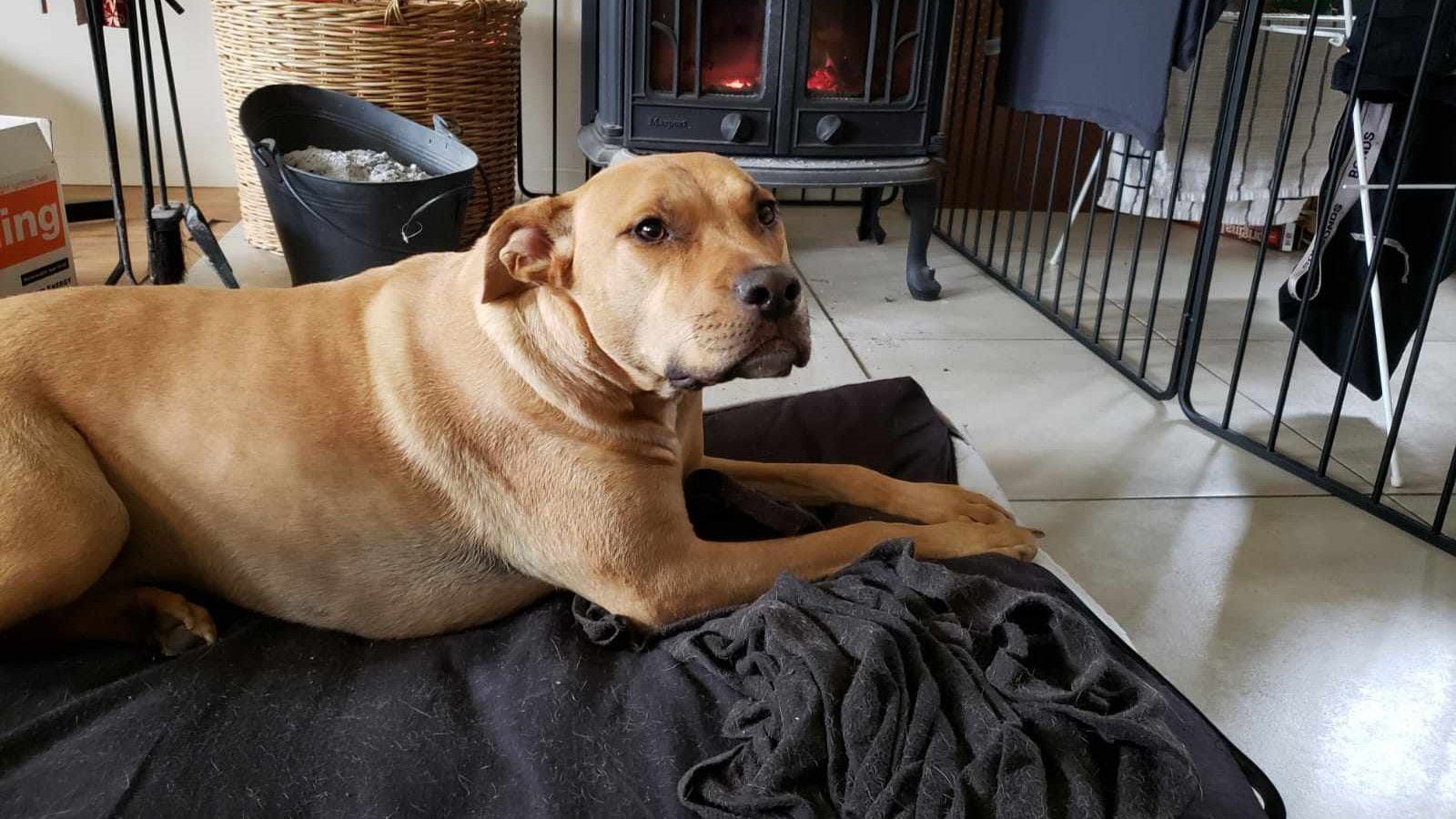 Kevin Spacey Dog