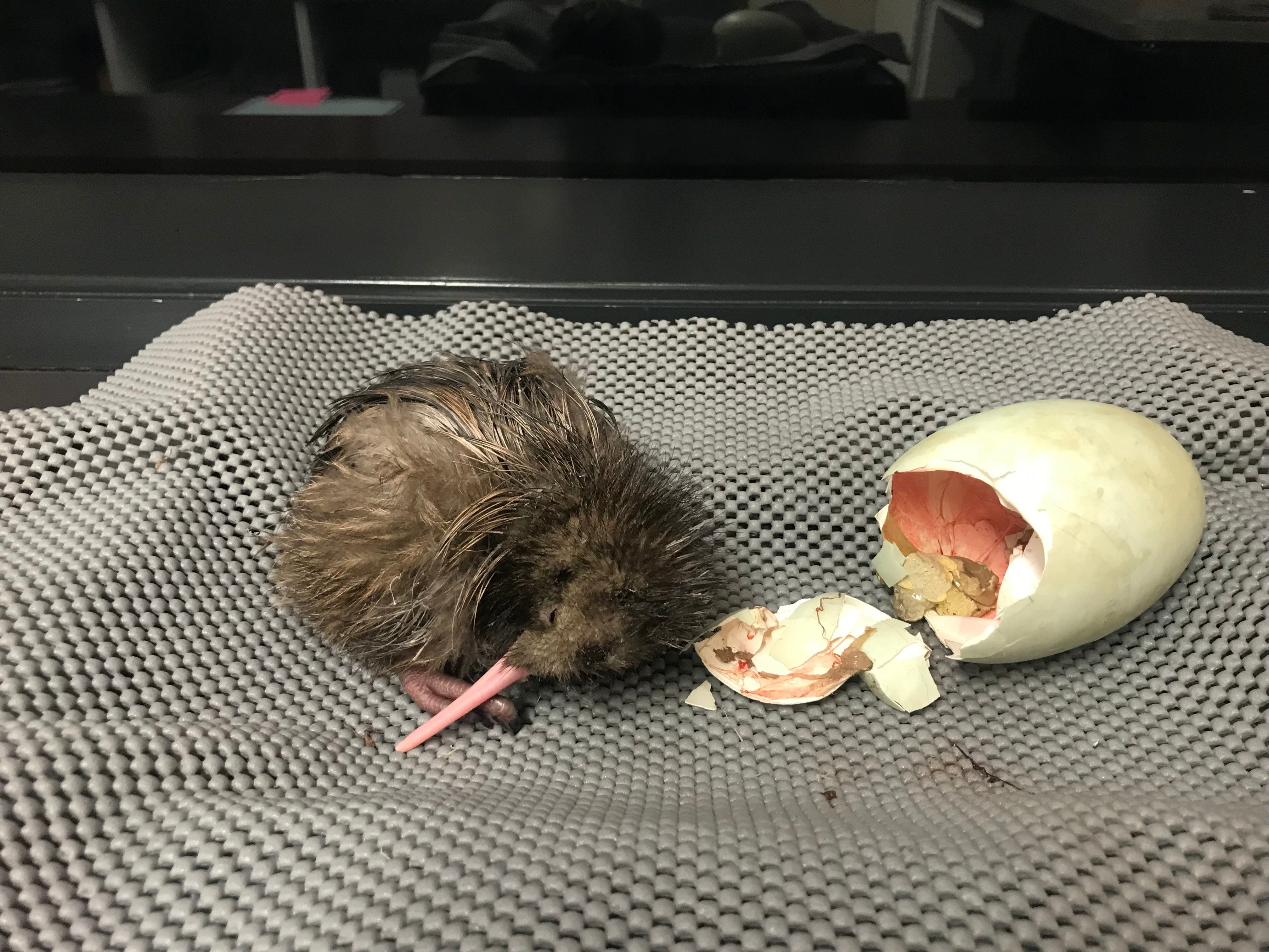 Kiwi Laying Egg